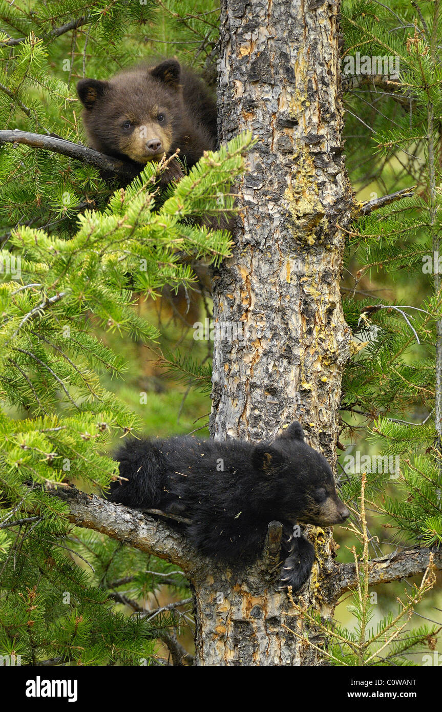 Black bear cubs tree hi-res stock photography and images - Alamy
