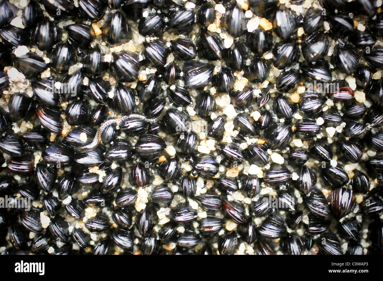 Black Clams and Cockles, Abel Tazmin National Park, New Zealand Stock ...