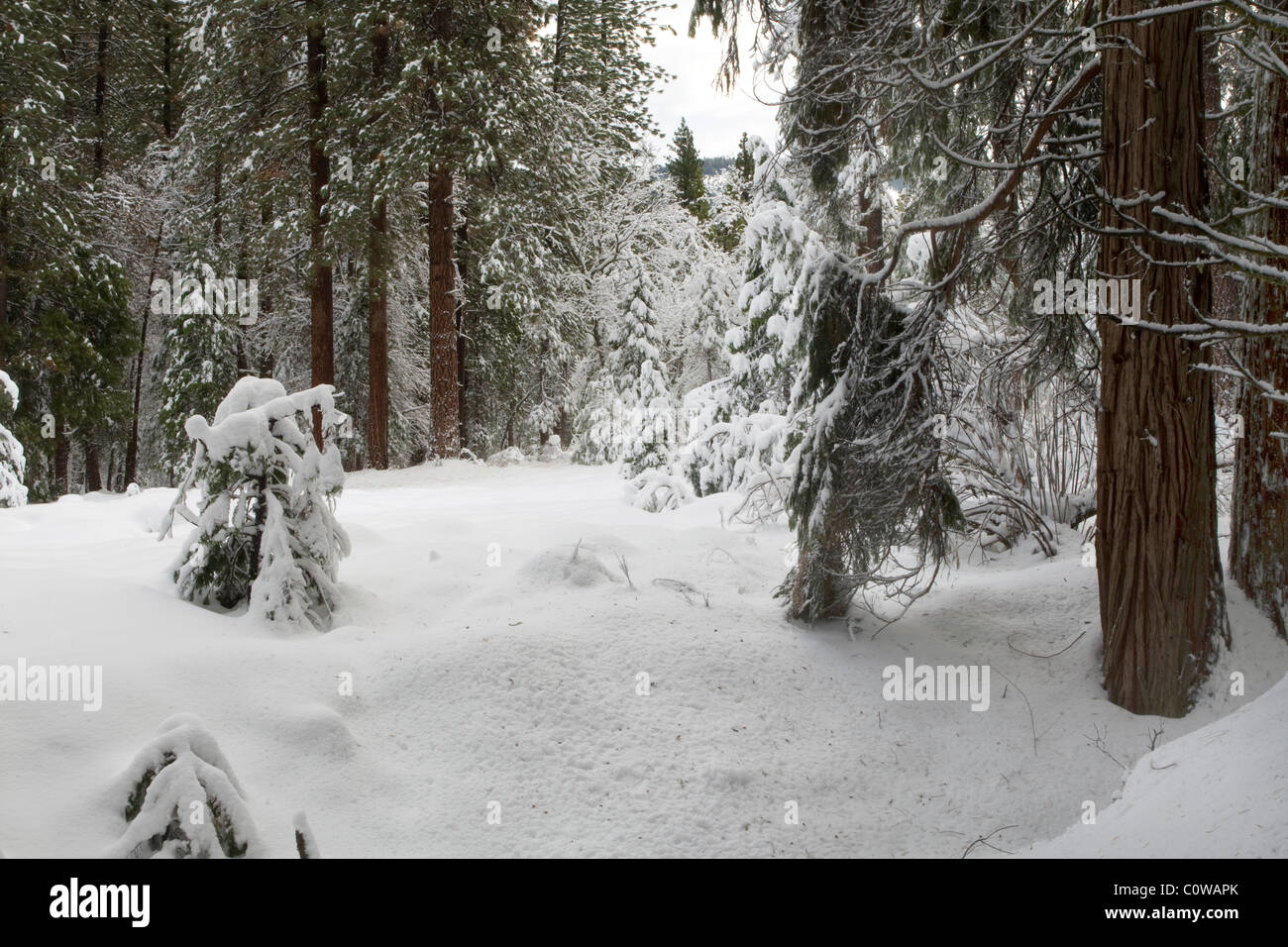 Snowpack in Yosemite National Park, California Stock Photo - Alamy