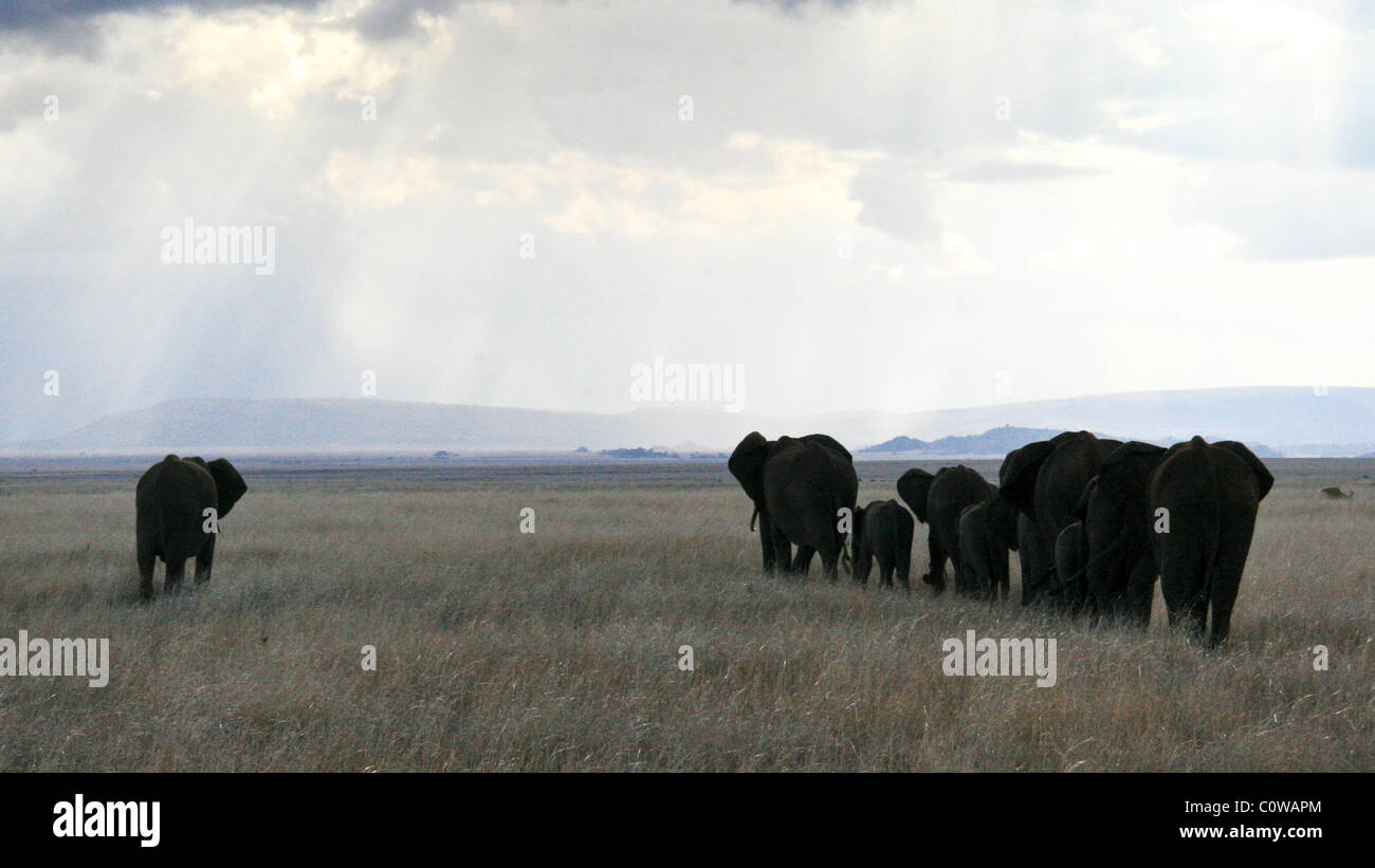 Elephants on the horizon, Serengeti, Tanzania, Africa Stock Photo - Alamy
