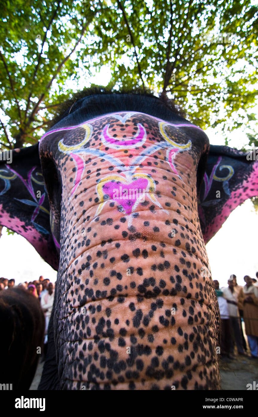 A beautiful decorated elephant in the famous Hathi bazaar / Elephant ...