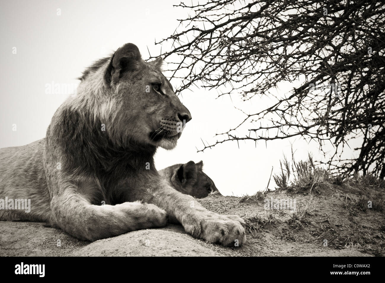 Lions and Lion Cubs, Antelope Park, Walking with Lions, Zimbabwe ...