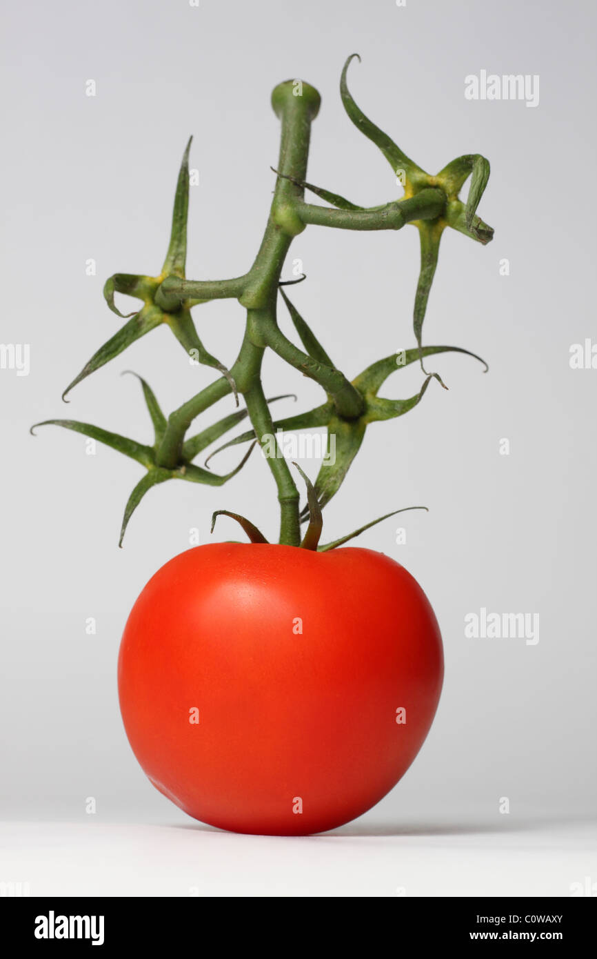 Single red tomato with green happy twig Stock Photo - Alamy