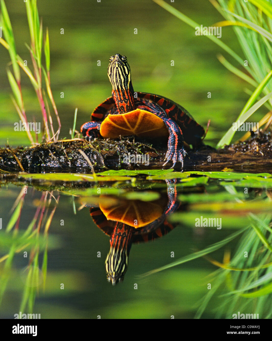 Colorful Eastern Painted Turtle Reflected in New Hampshire Pond Stock ...