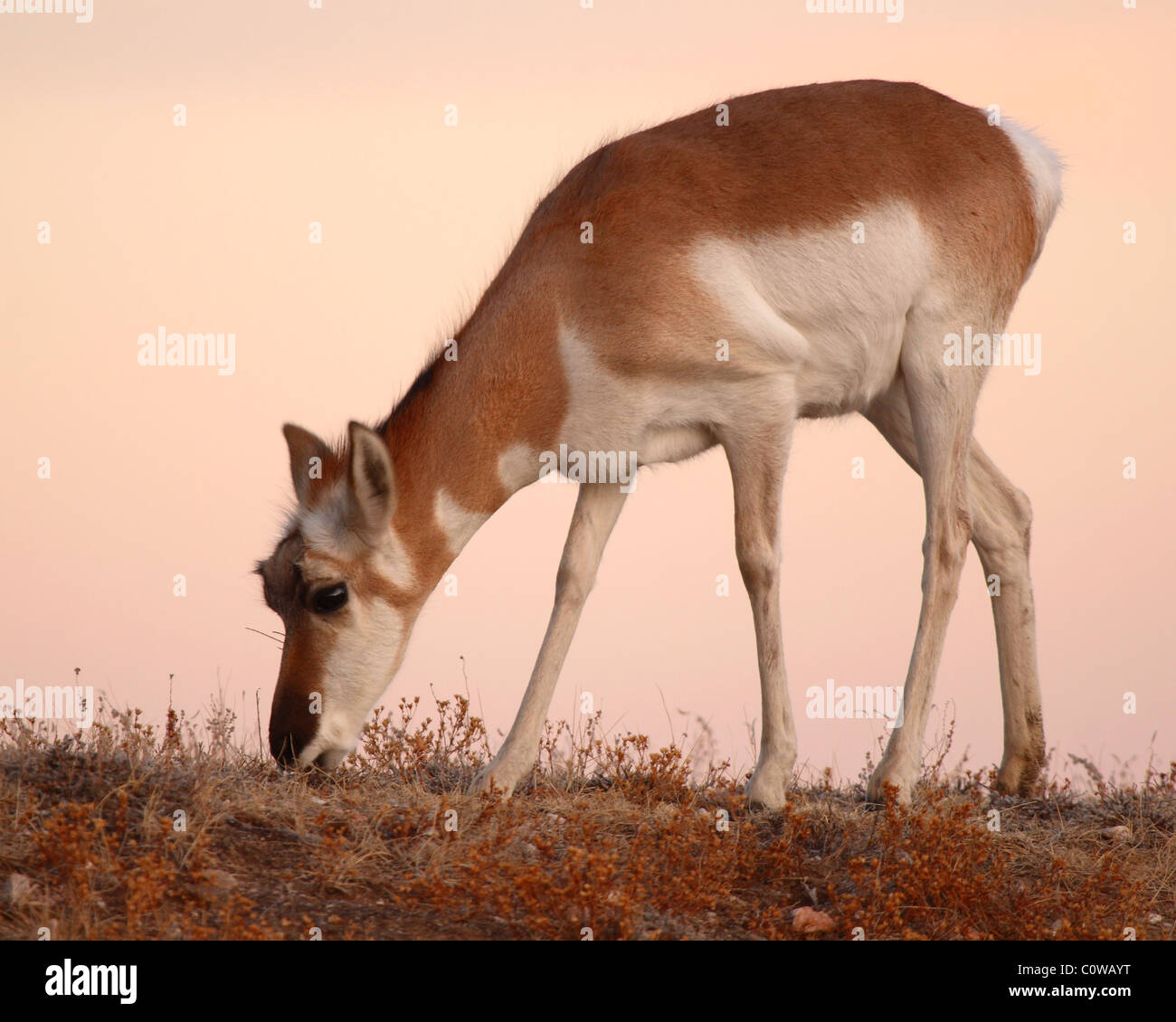 A Pronghorn Antelope feeding along a ridge at sunset Stock Photo - Alamy