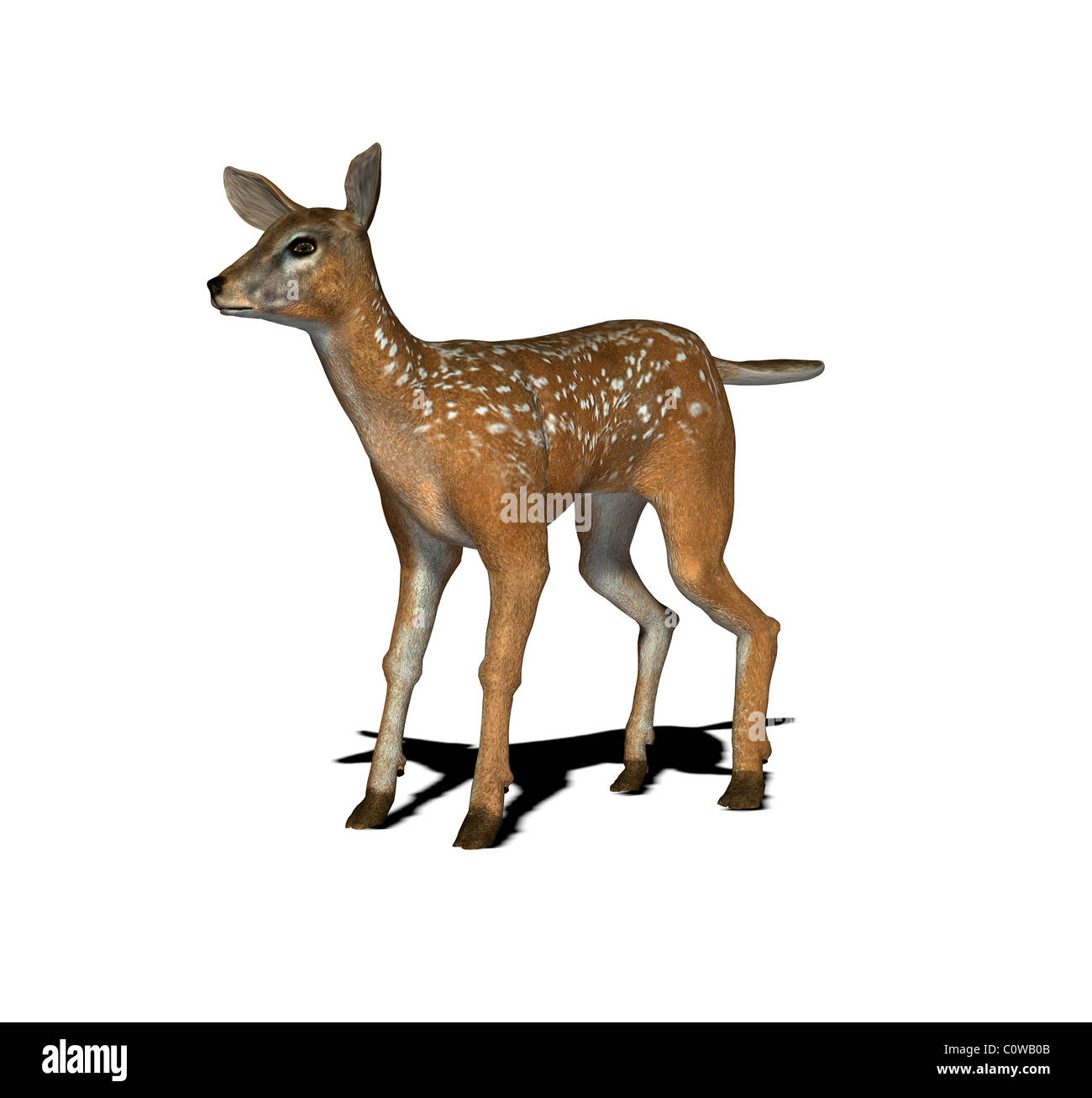 Fawn cutout hi-res stock photography and images - Alamy