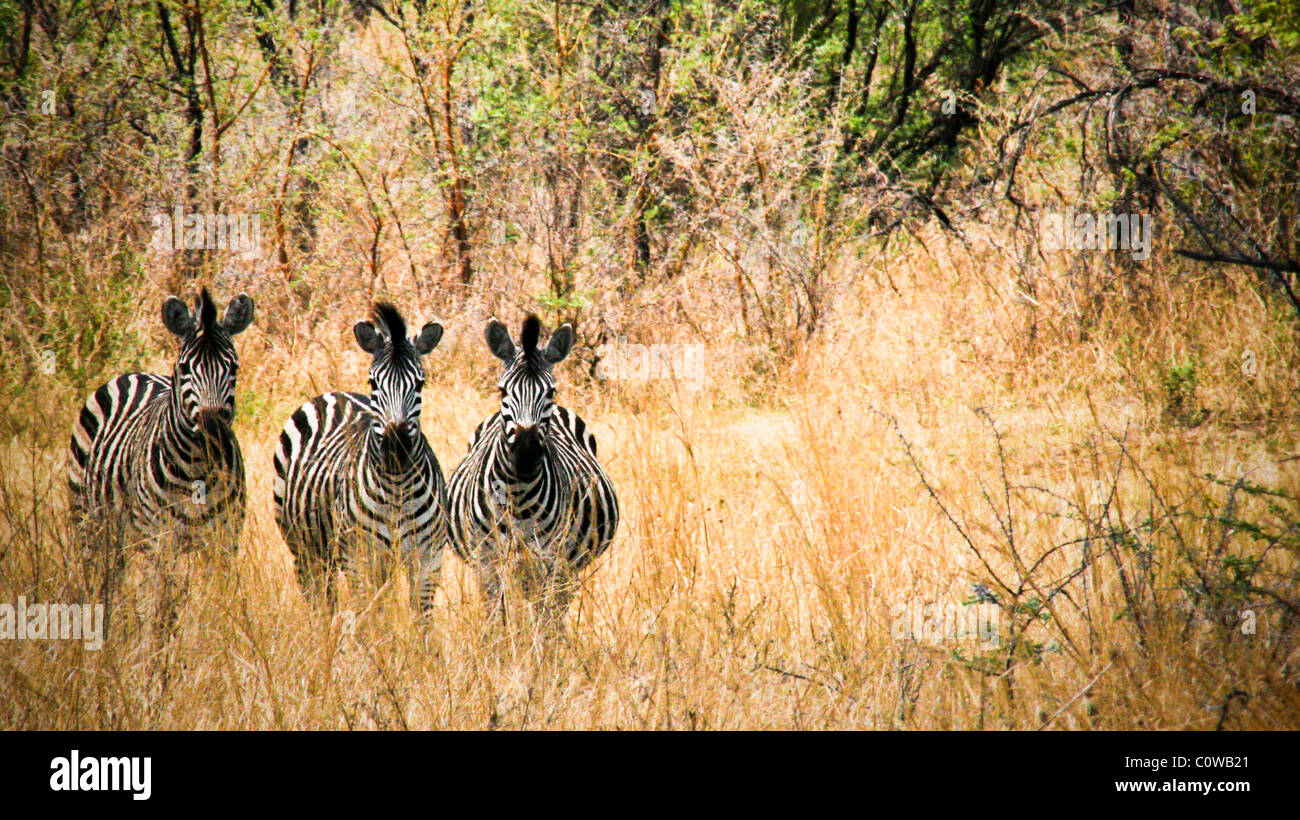 Zebra, Matobo National Park, Zimbabwe, Africa Stock Photo - Alamy