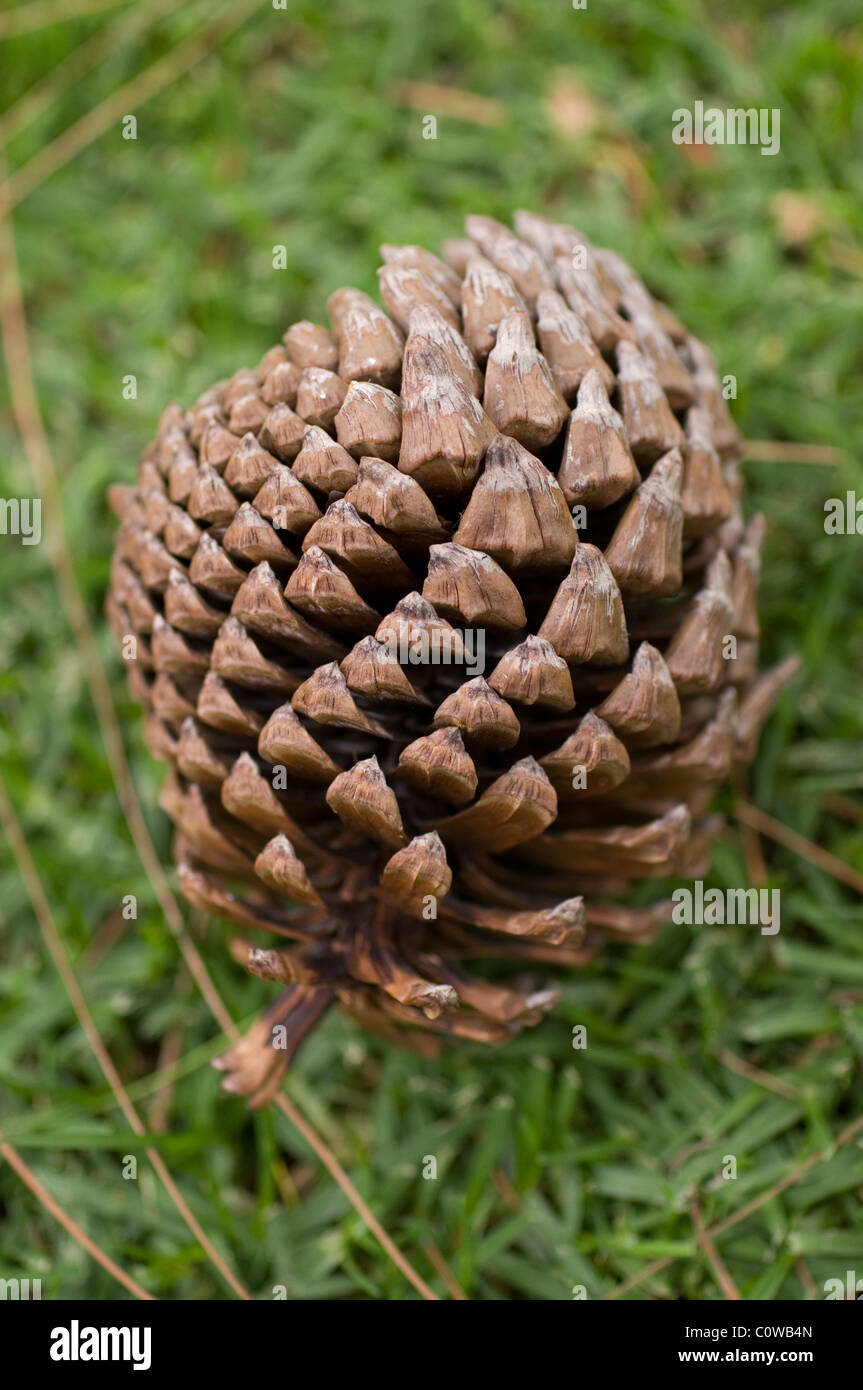 Ocote (Pinus montezumae) cone Stock Photo - Alamy