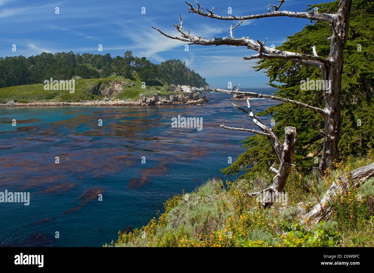 Point Lobos State Park Stock Photo - Alamy