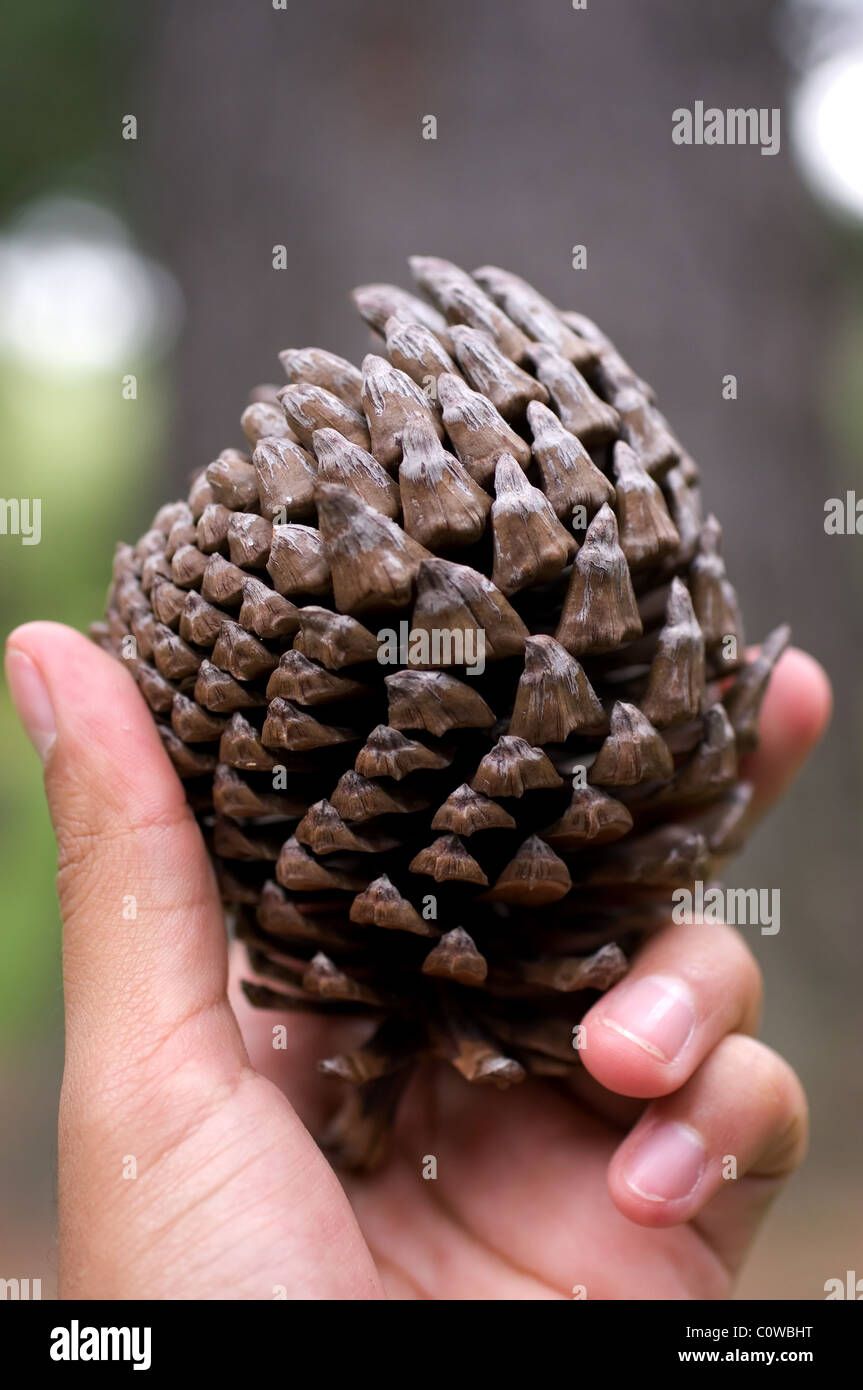 Ocote tree hi-res stock photography and images - Alamy