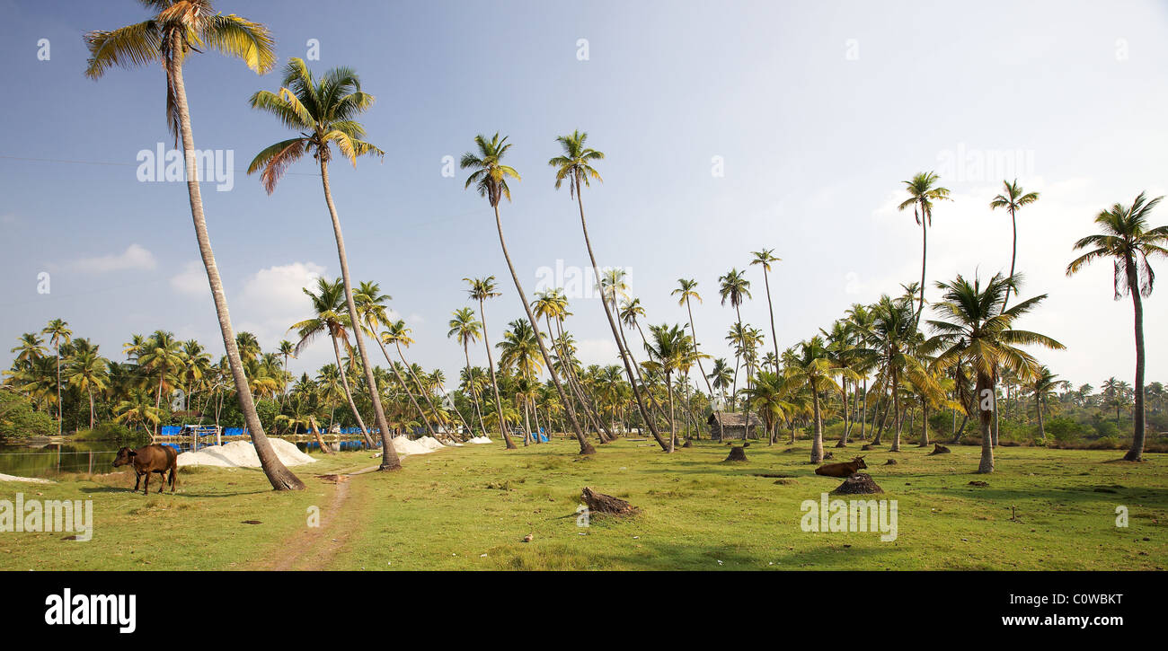 Coconut palms in the Backwaters, south of Kochi, Kerala, India Stock ...