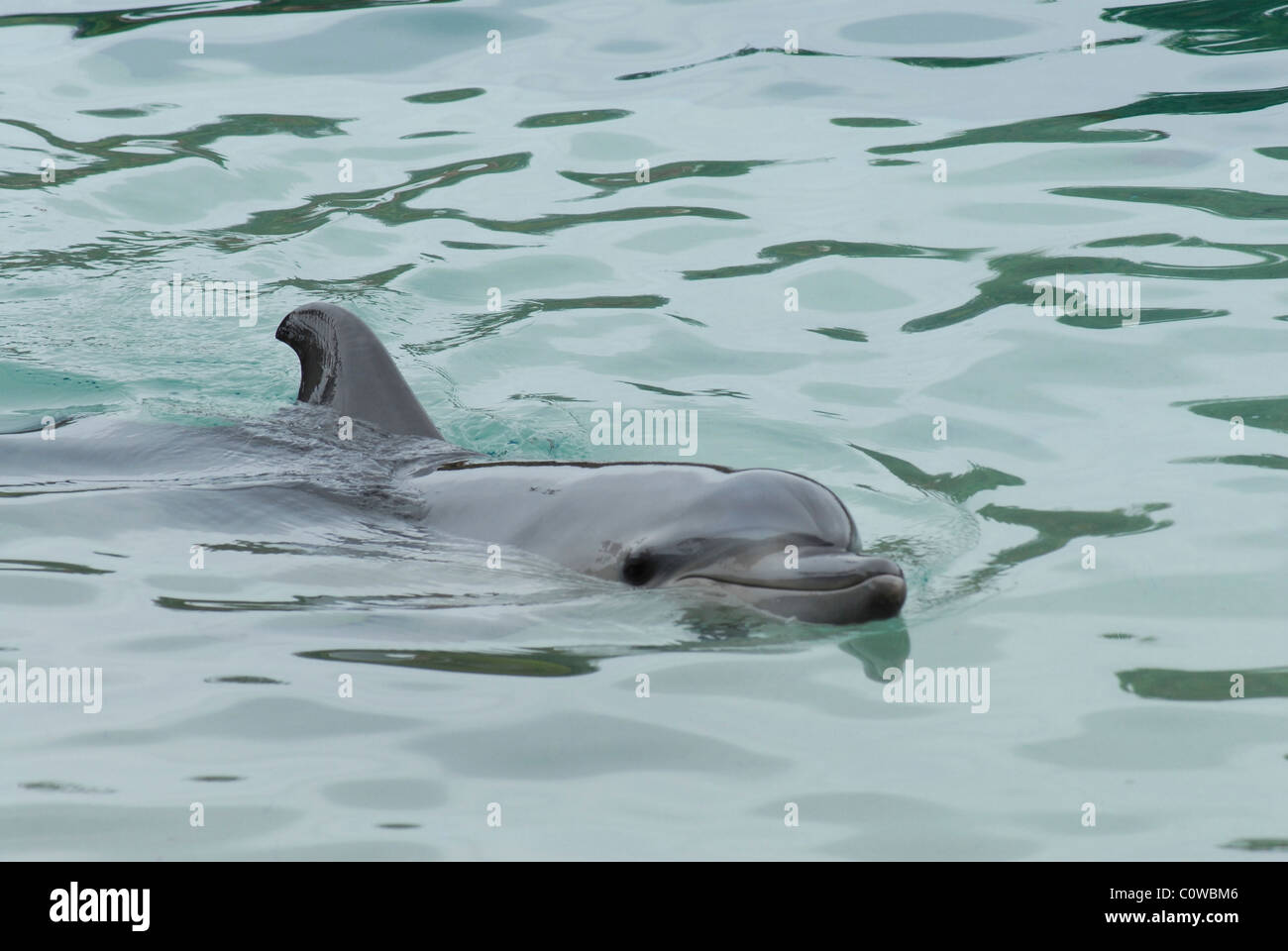 Surface water dolphin hi-res stock photography and images - Alamy