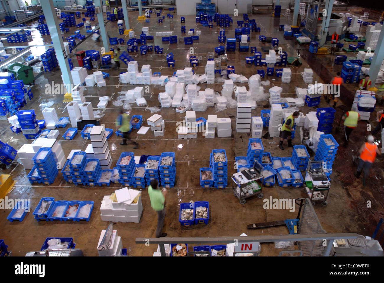 Auction floor at Sydney fish market Stock Photo - Alamy