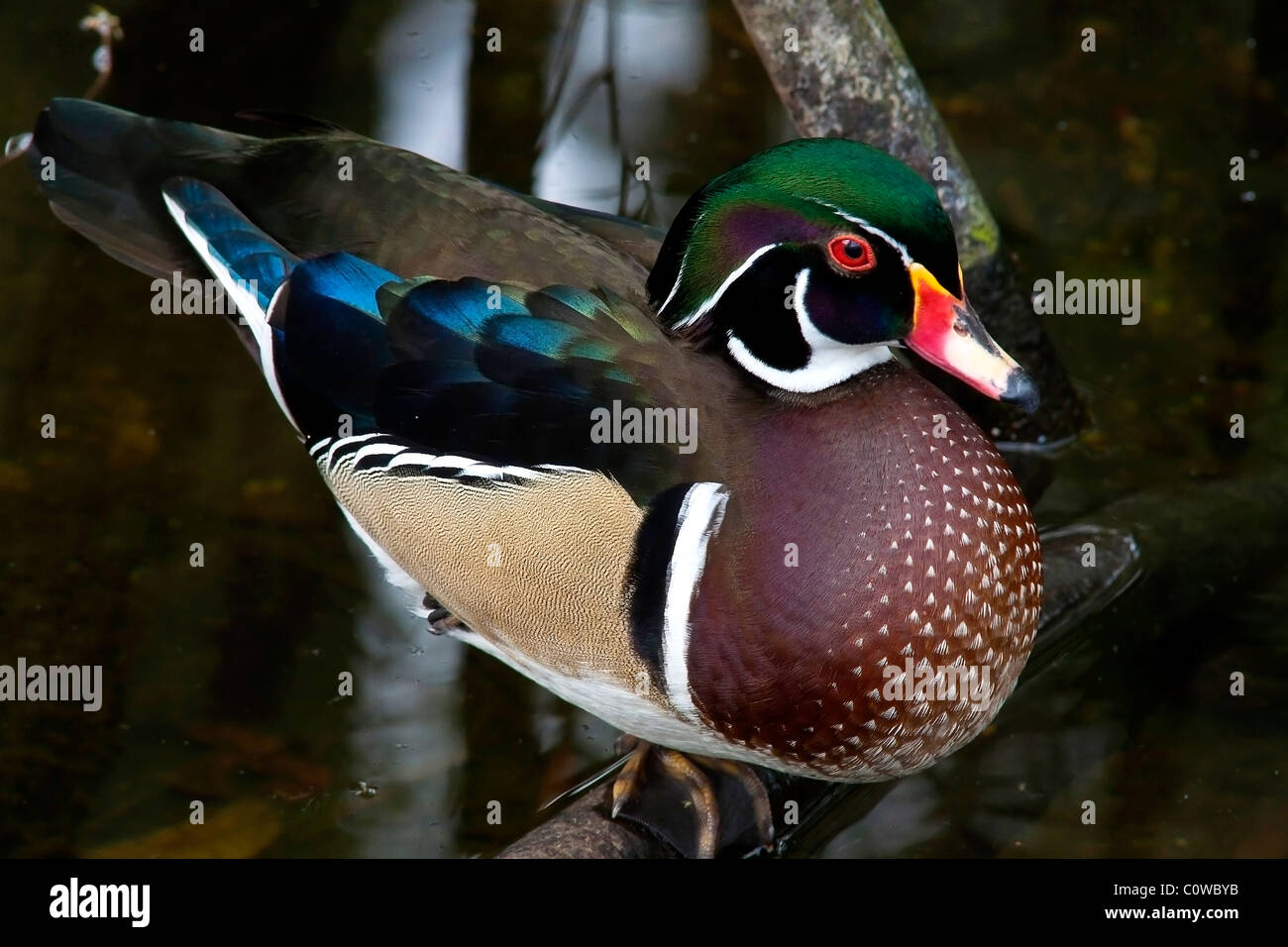 Duck claws hi-res stock photography and images - Alamy