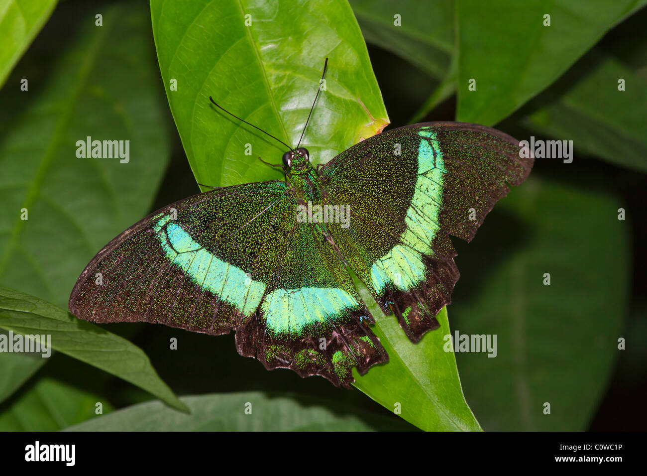 Banded peacock butterfly hi-res stock photography and images - Alamy