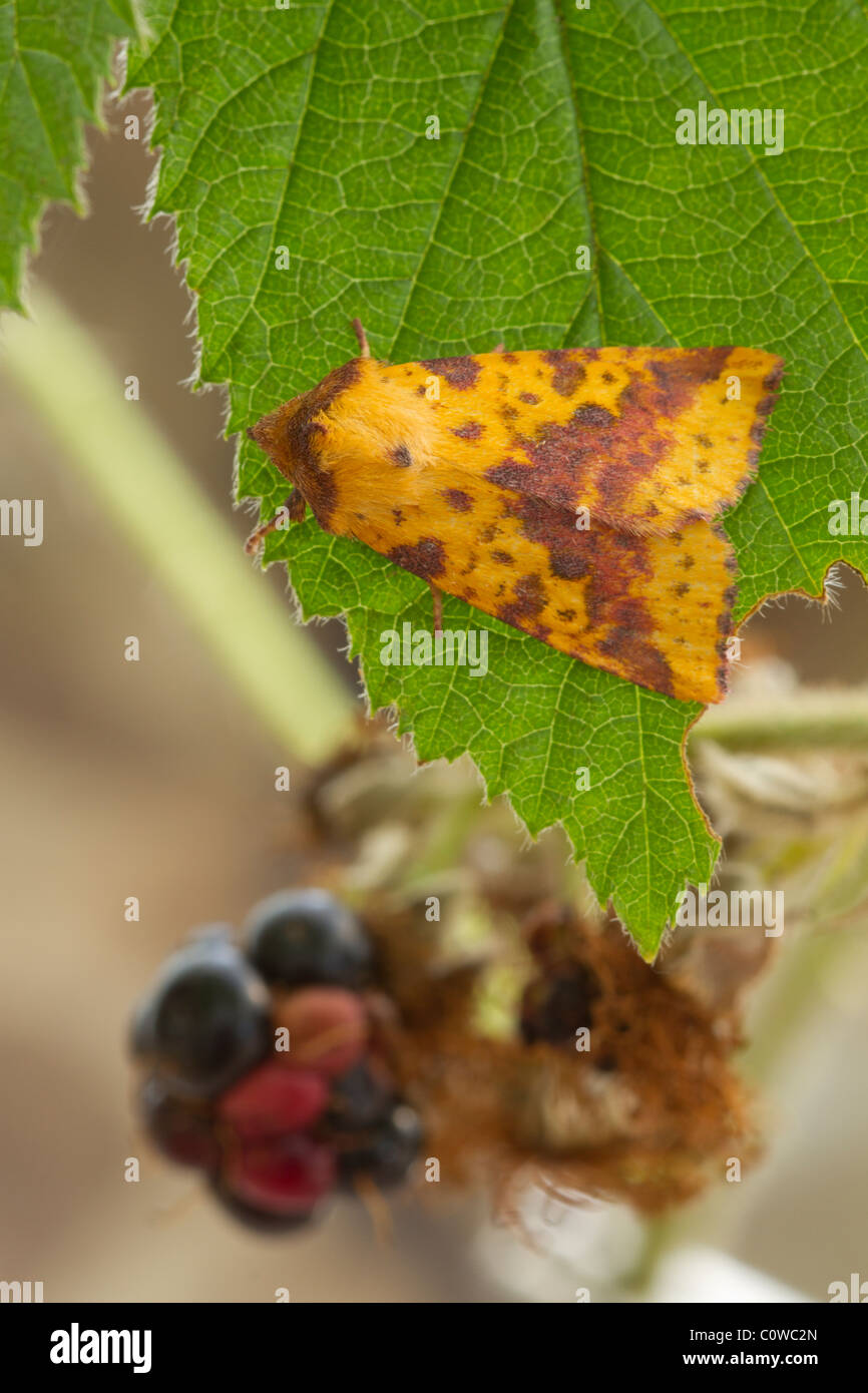 Pink-barred Sallow (Xanthia togata Stock Photo - Alamy
