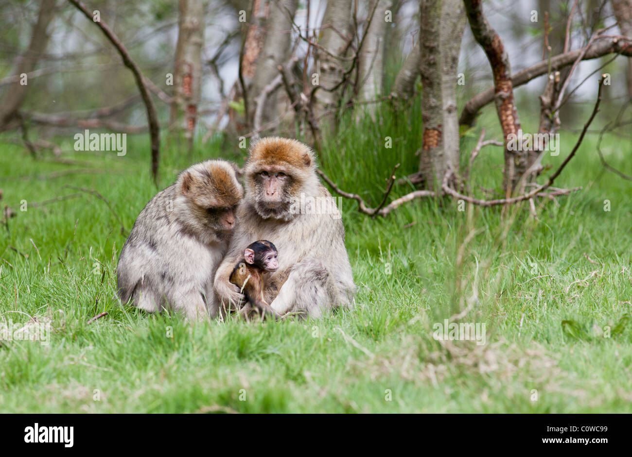 Family of Barbary macaques with baby Stock Photo - Alamy