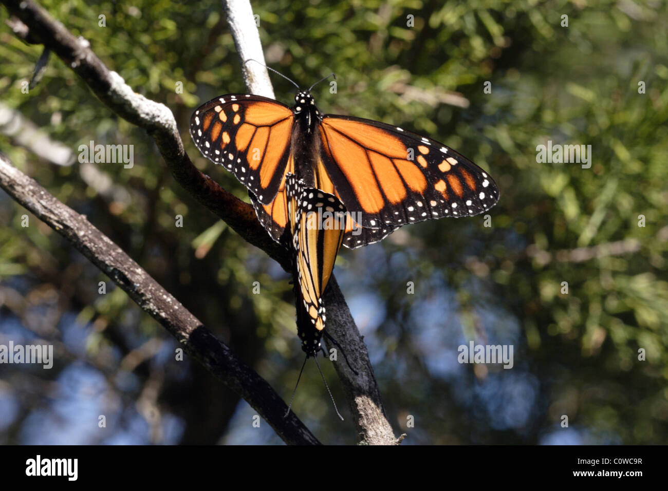 Monarch Butterflies Copulating Stock Photo - Alamy