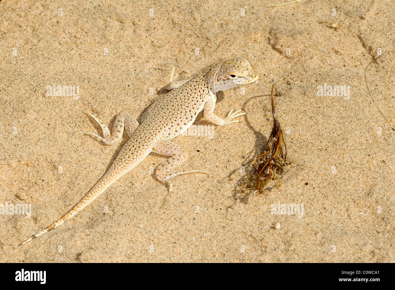 Mojave Fringe-Toed Lizard Stock Photo - Alamy
