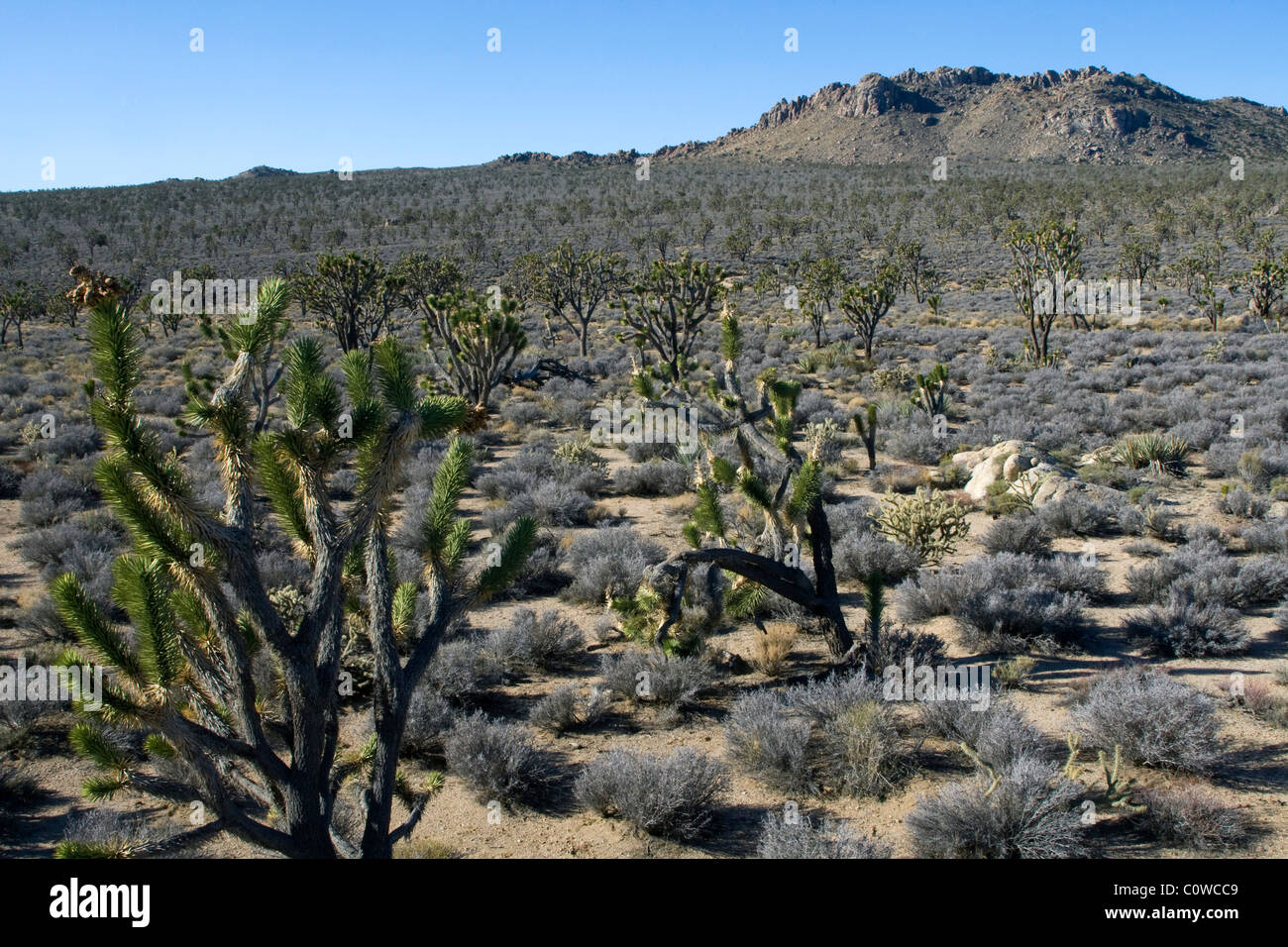 Joshua tree (Yucca brevifolia) forest in the Mojave Desert, California ...