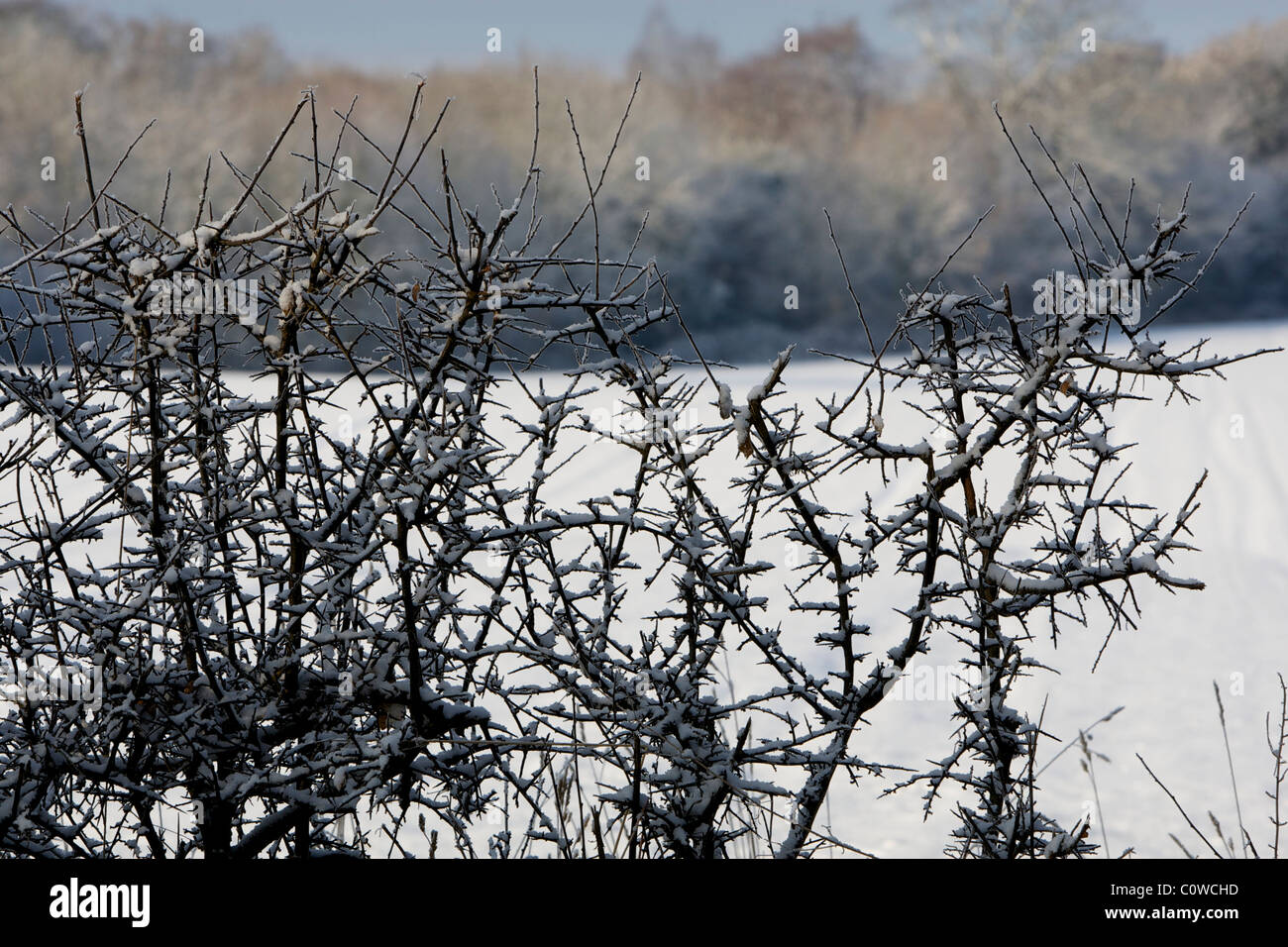 Winter hedgerow hi-res stock photography and images - Alamy