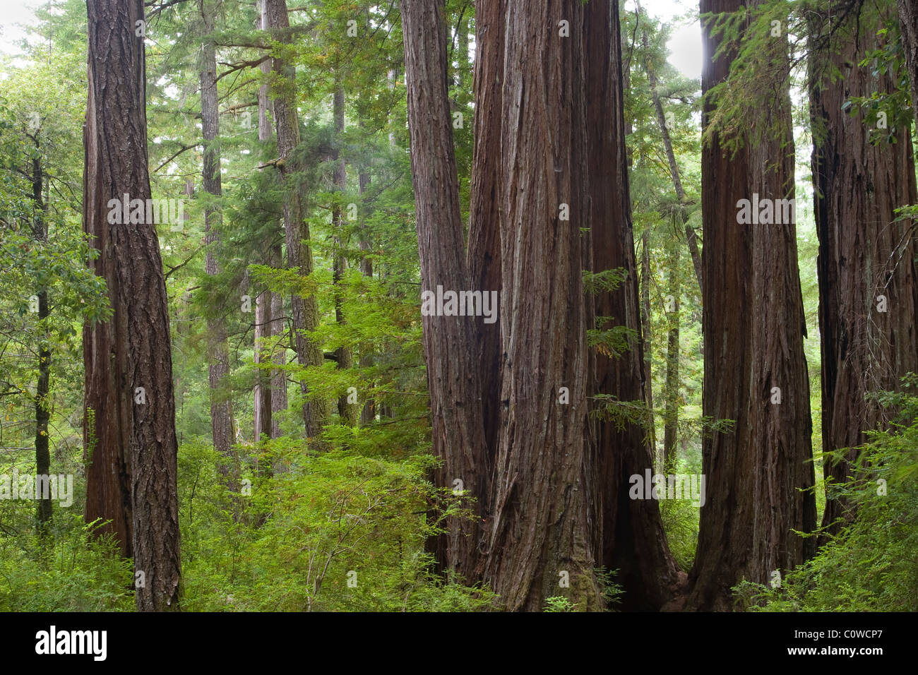 A trail leads into the RedWoods, Big Basin State Park Stock Photo - Alamy