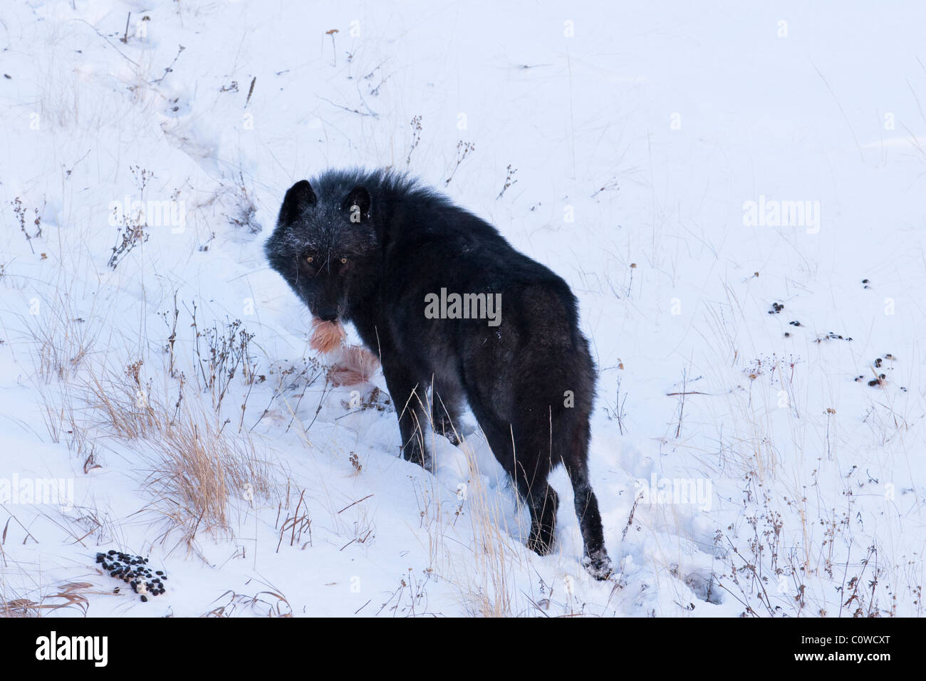Gray wolf hunting elk hi-res stock photography and images - Alamy