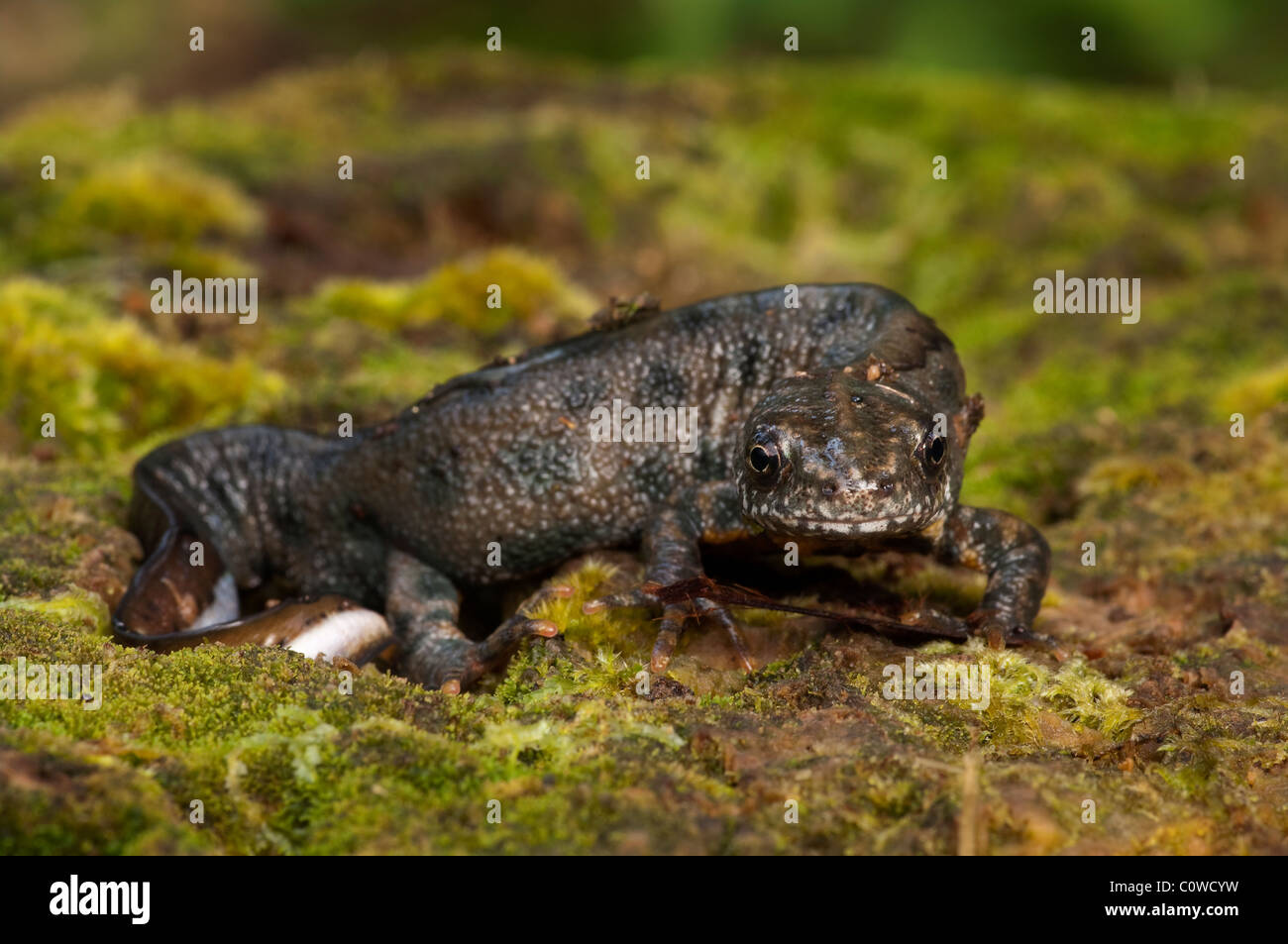 Great Crested Newt full body portrait on a green natural background ...