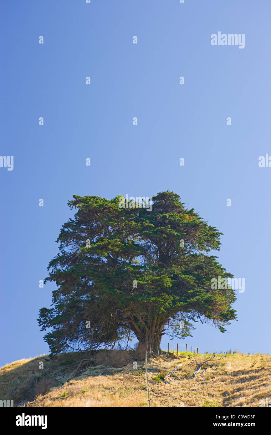 Solo tree new zealand hi-res stock photography and images - Alamy