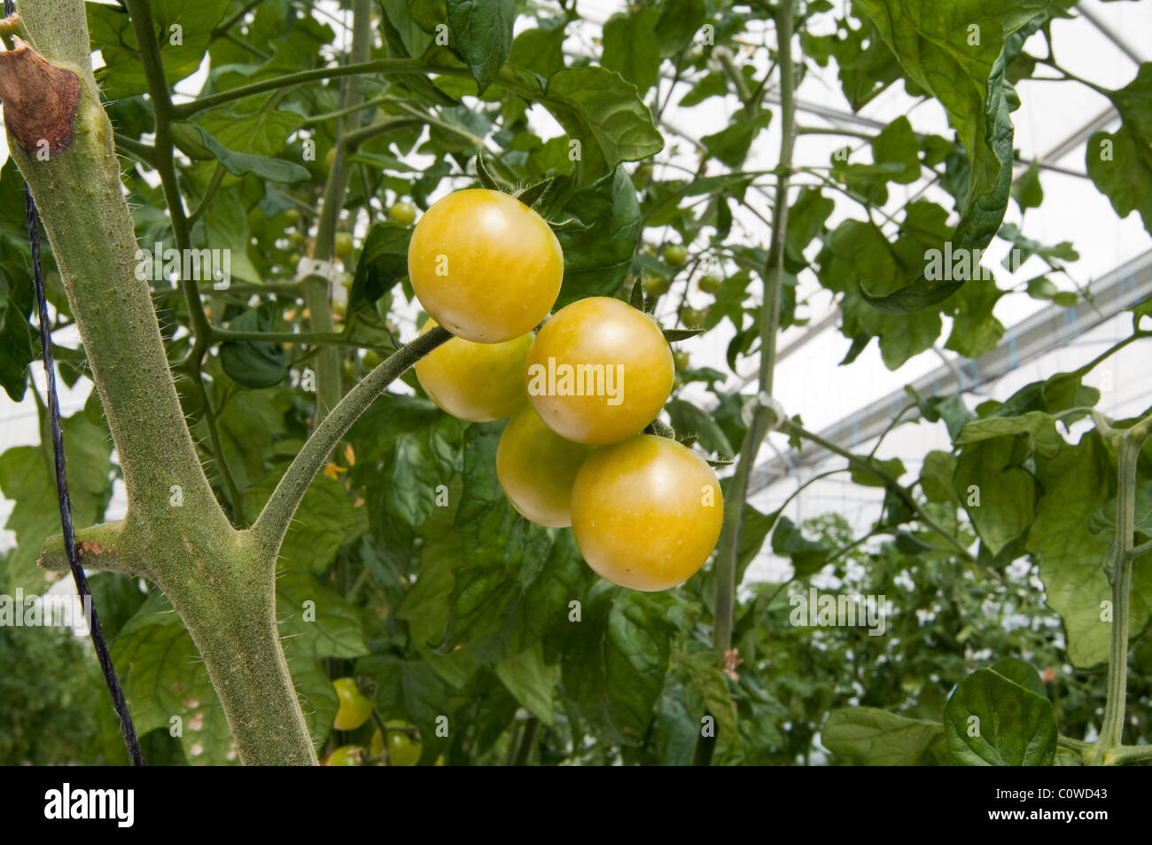 Tomatoes from hydroponic greenhouse, in the Azores Islands. Hydroponic ...