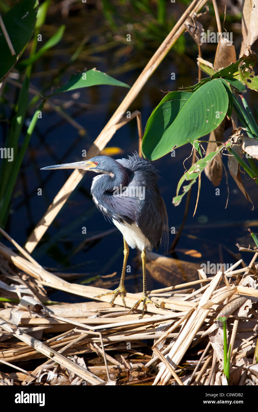Anginga, anhinga, South Miami, Florida, USA Stock Photo - Alamy