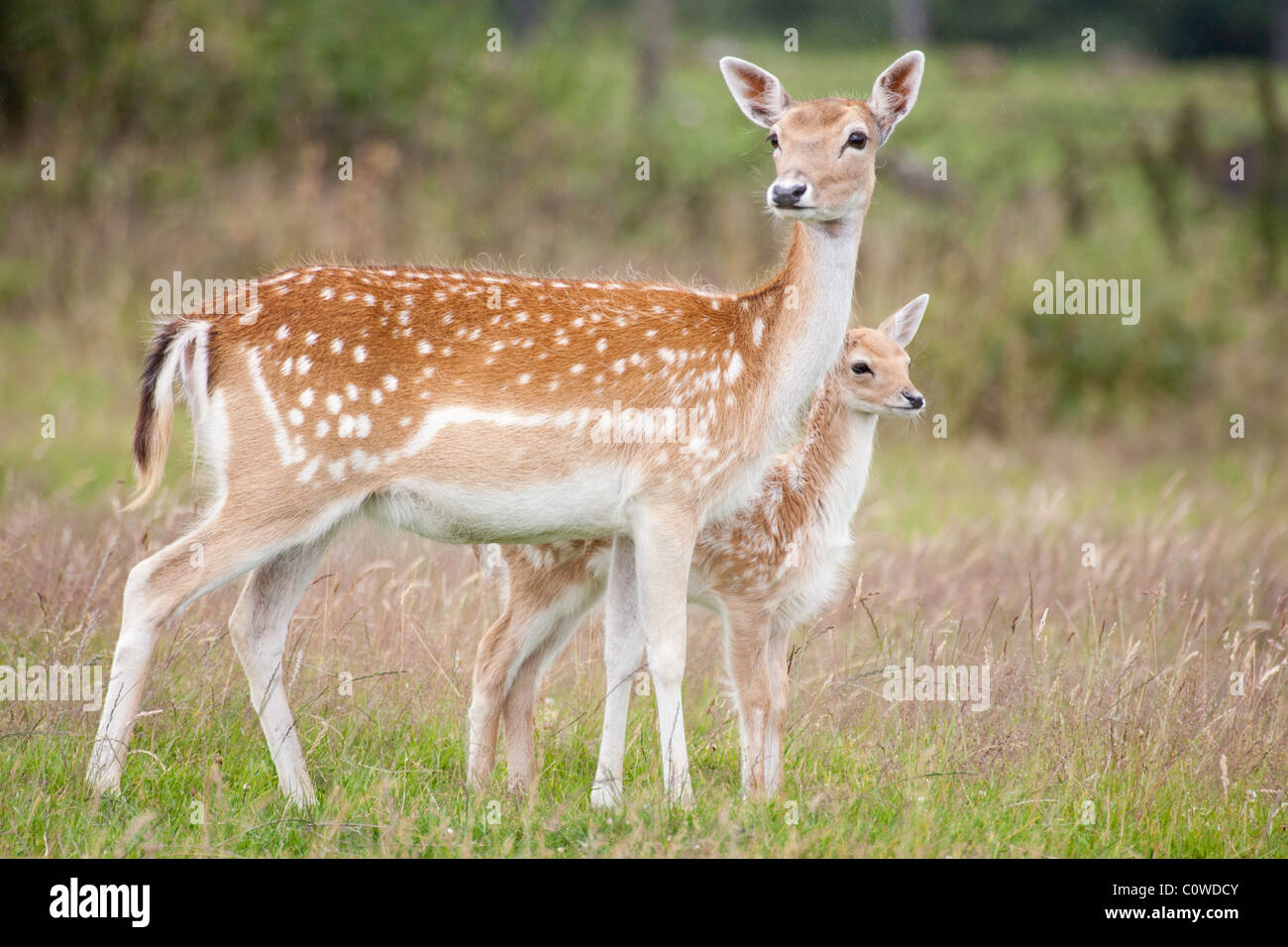 Fallow Deer and Fawn Stock Photo - Alamy
