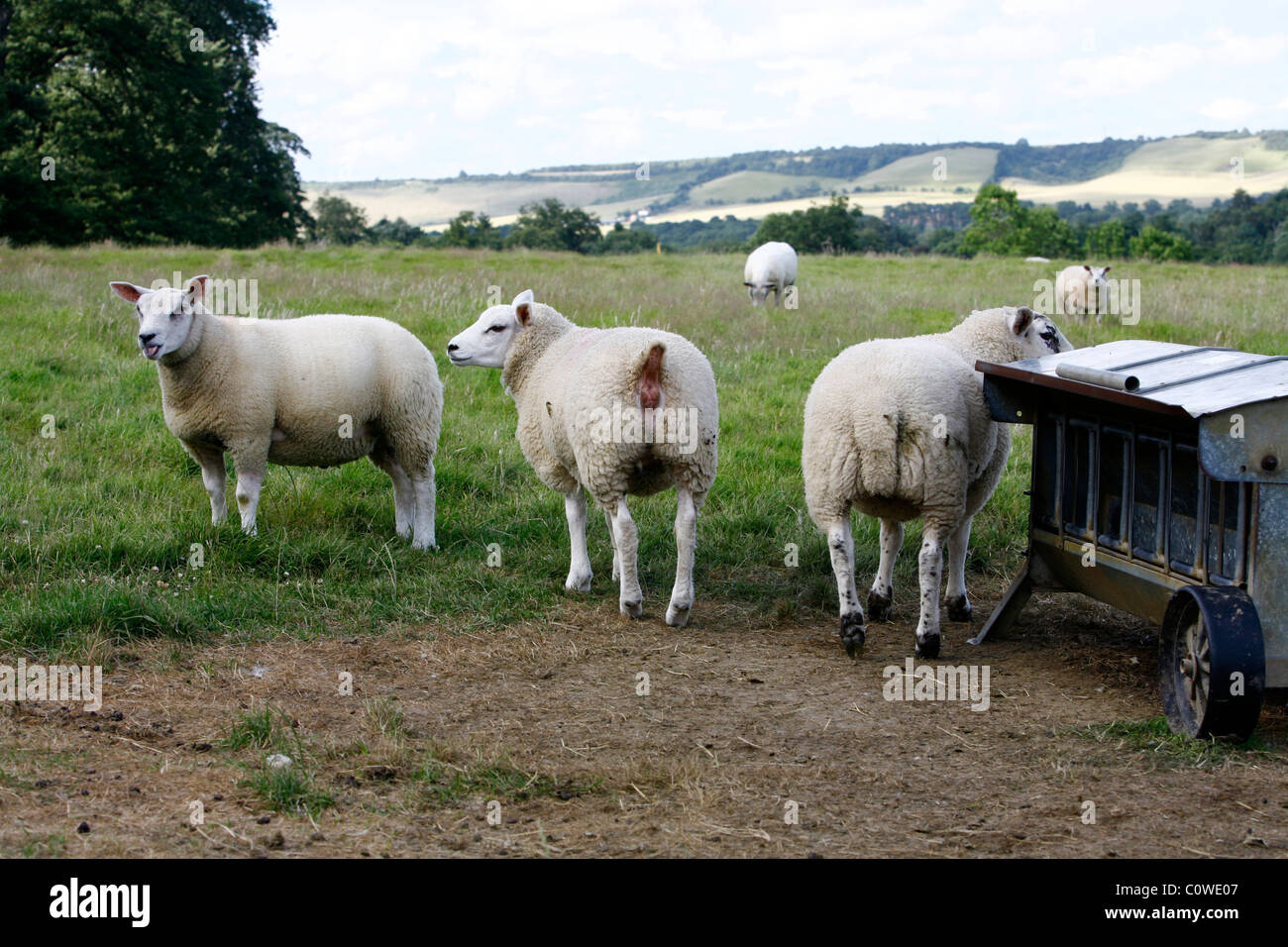 Sheeps in a field, Kent, England, UK Stock Photo - Alamy Sheeps in a field, Kent, England, UK Stock Photo - Alamy