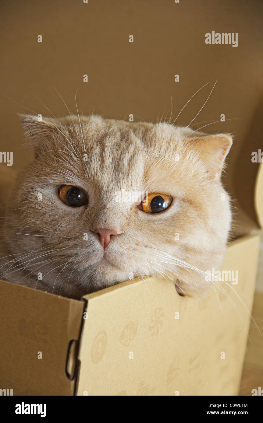 Open suitcase cat hi-res stock photography and images - Alamy
