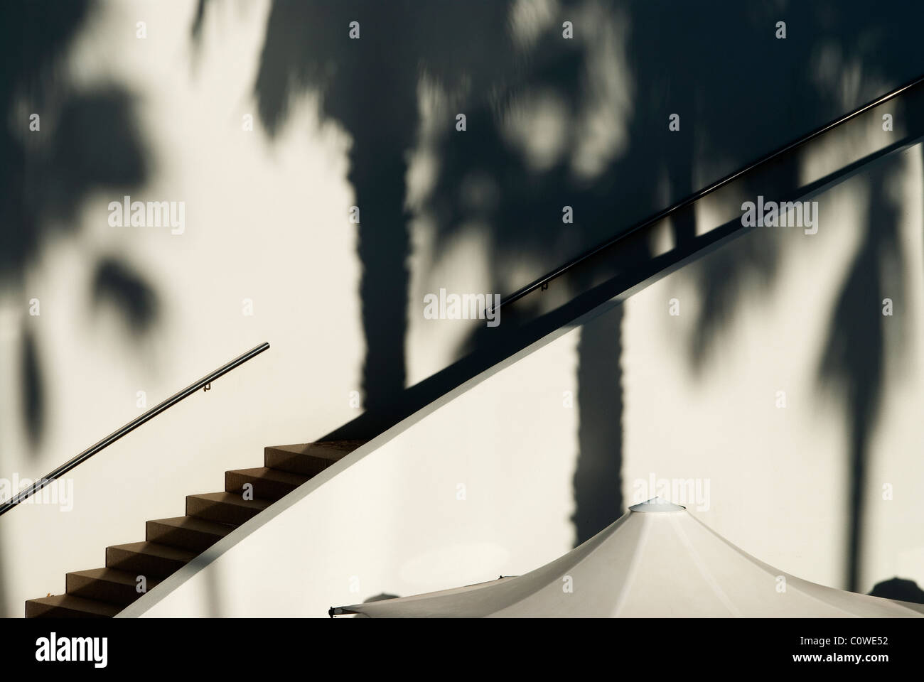 Palm trees in Perth Stock Photo - Alamy