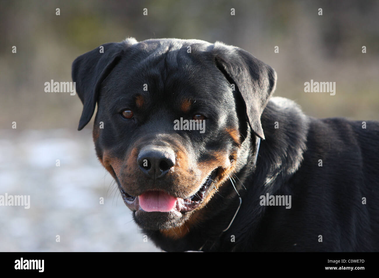 Rottweiler Vs Tiger