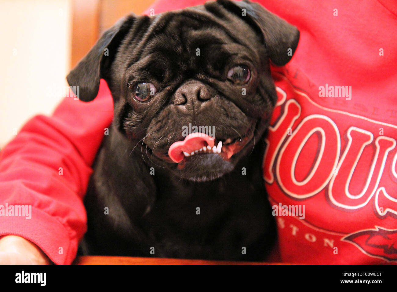 What Are Pugs Called In China