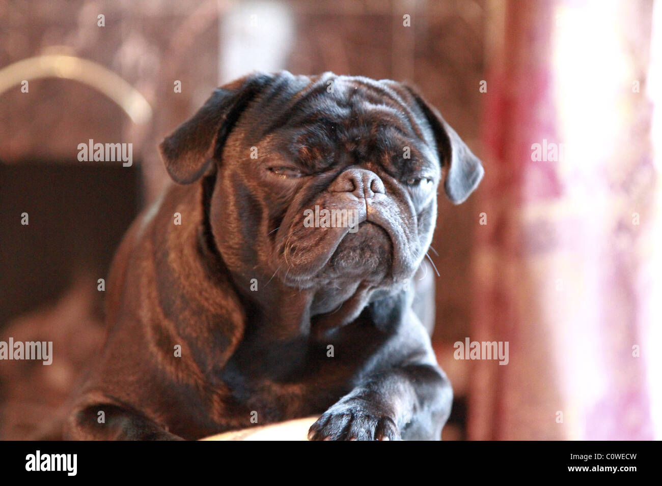 Chinese pug hi-res stock photography and images - Alamy