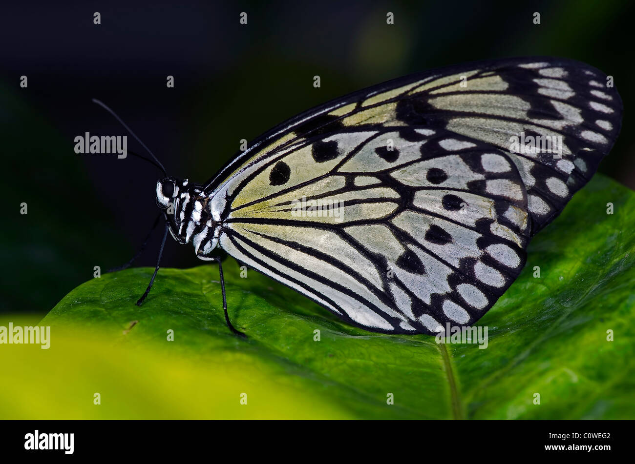 Paper butterfly hi-res stock photography and images - Alamy