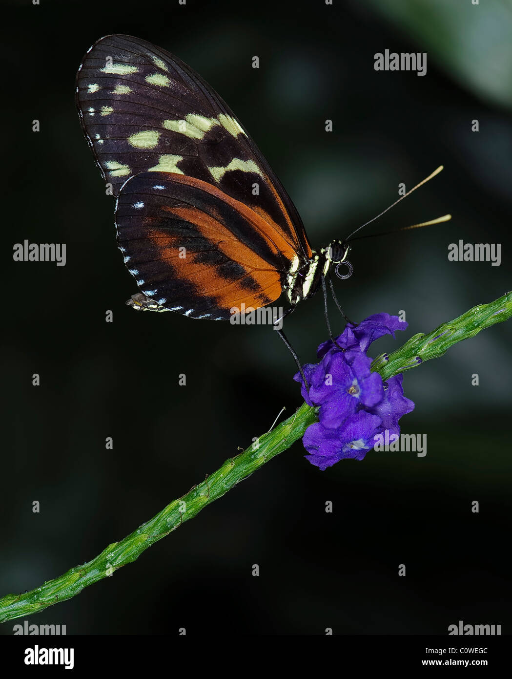 Peruvian butterfly hi-res stock photography and images - Alamy