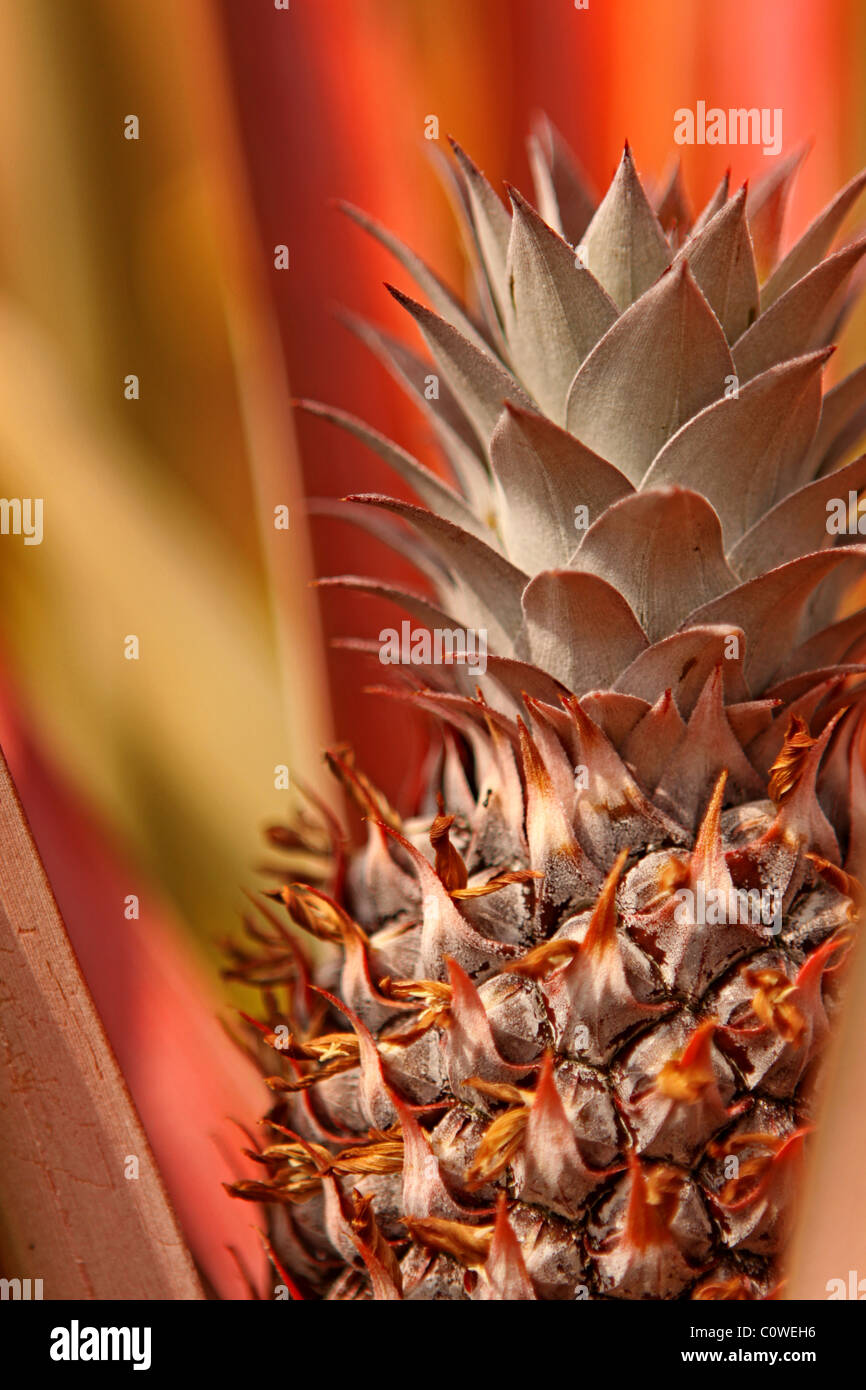 Red pineapple plants hi-res stock photography and images - Alamy