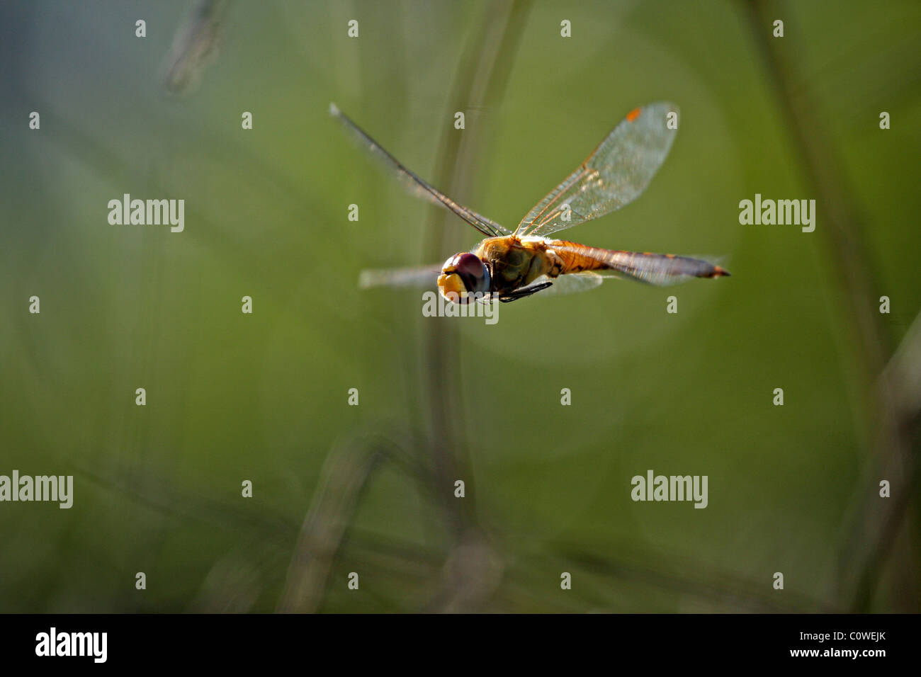 Dragonfly in Flight Stock Photo - Alamy