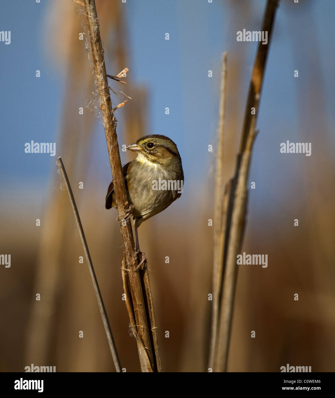 Swamp Sparrow High Resolution Stock Photography and Images - Alamy