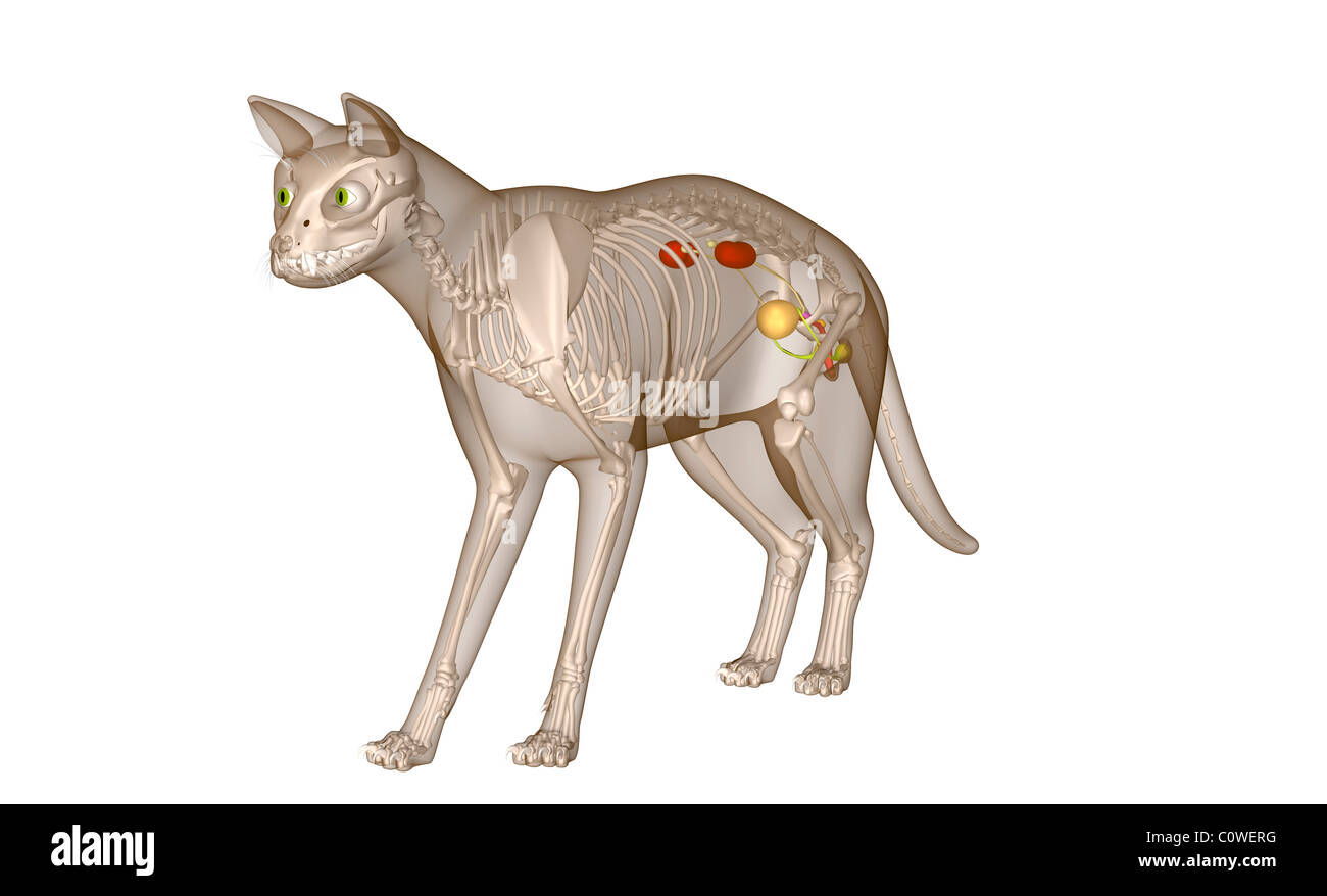Anatomy of the cat urinary Stock Photo - Alamy
