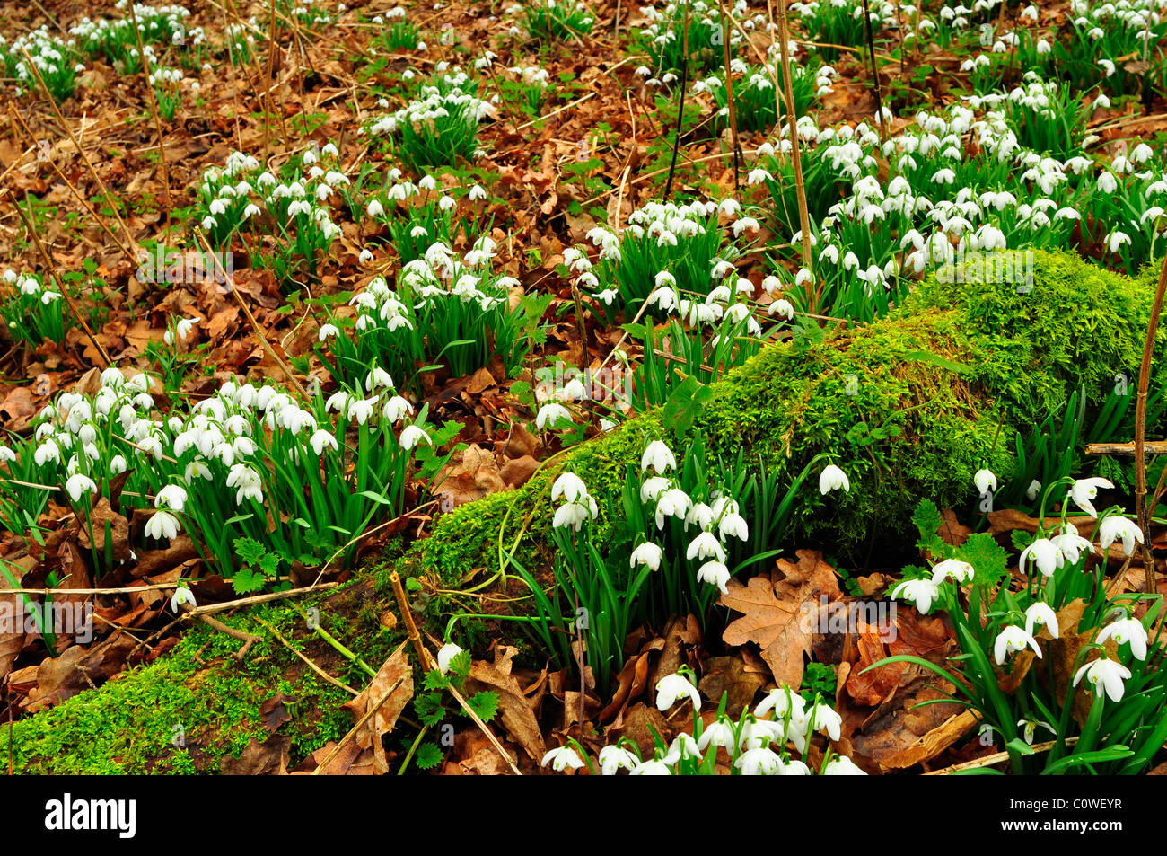 Snowdrops growing wild in a woodland Stock Photo - Alamy