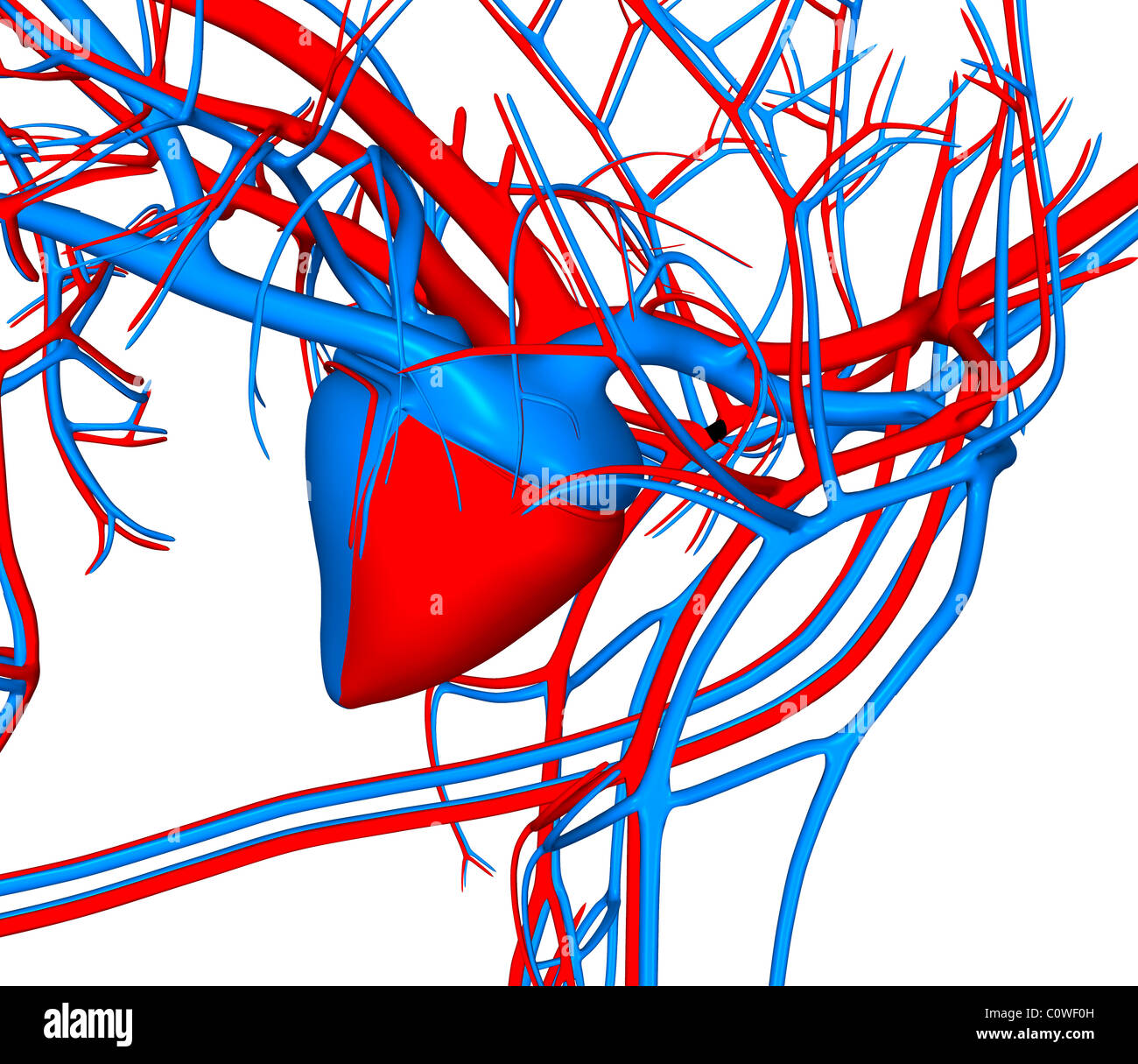Anatomy of the cow circulation circulary cor heart Stock Photo - Alamy