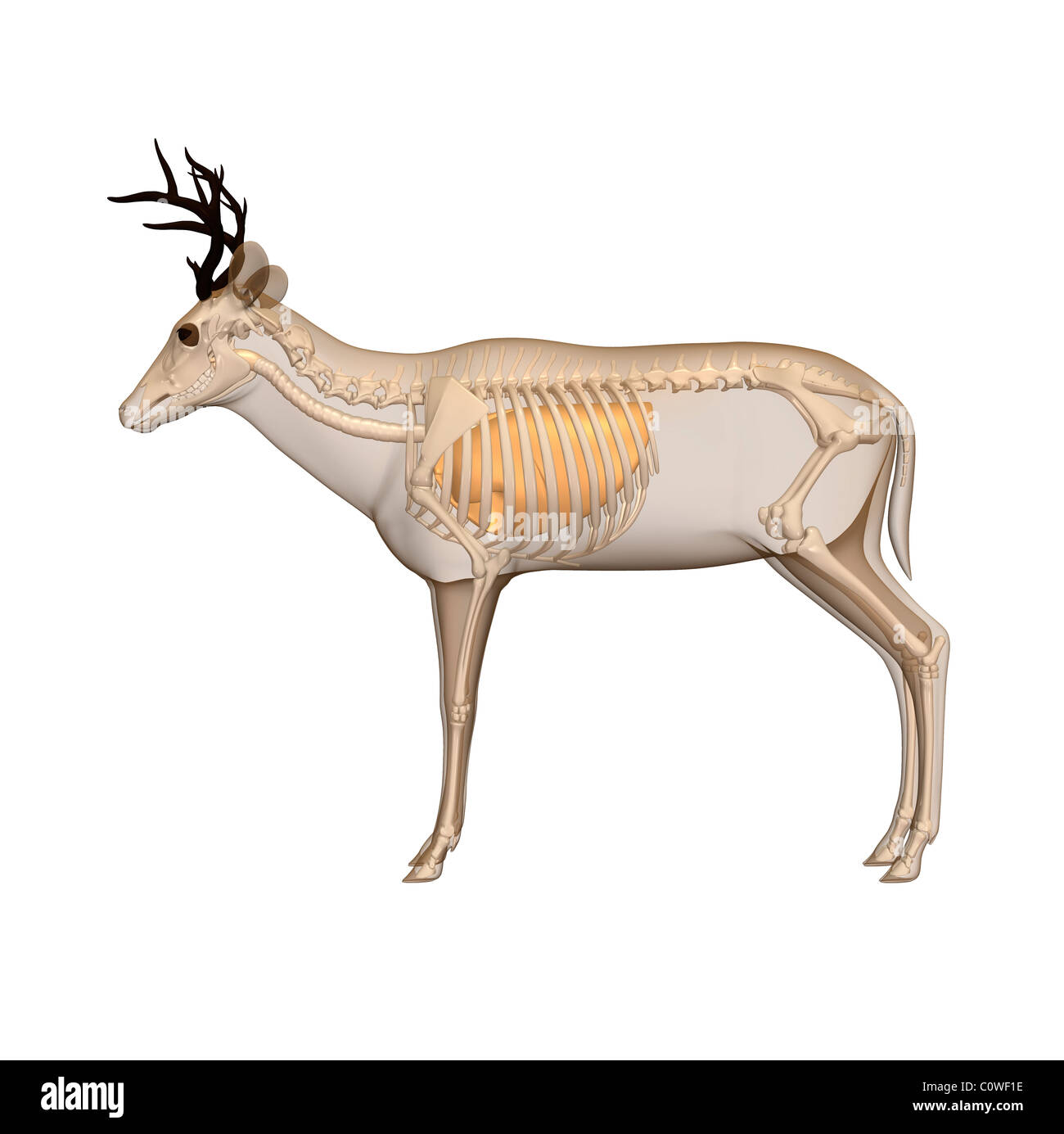 Anatomy Deer High Resolution Stock Photography and Images - Alamy