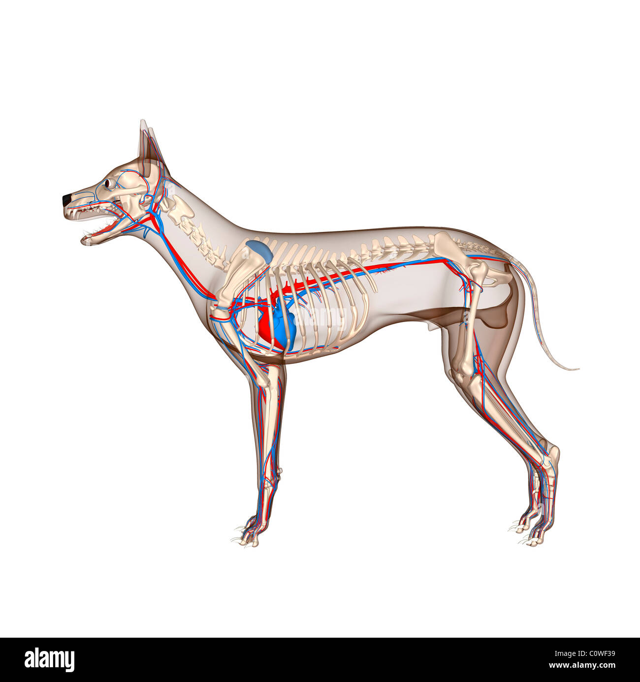 Dog Anatomy Heart Circulation Skeleton With Transparent Body Stock Photo Alamy Dog Anatomy Heart Circulation Skeleton With Transparent Body Stock Photo Alamy