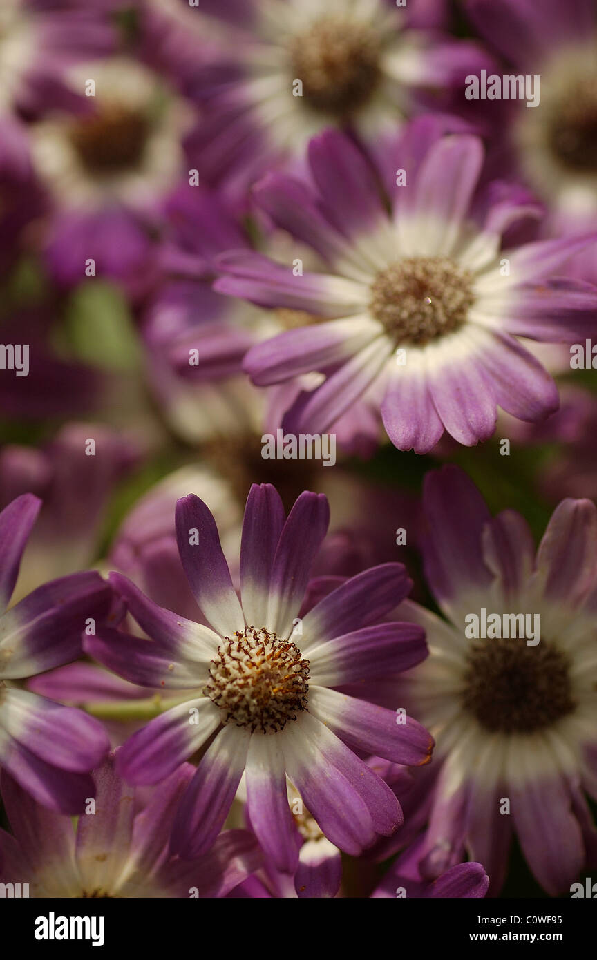 A bunch of violet flowers Stock Photo - Alamy