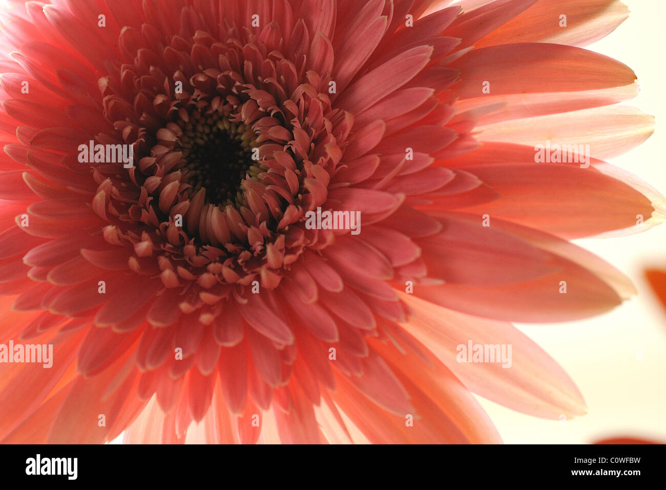 Close up gerbera daisy wallpaper hi-res stock photography and images ...